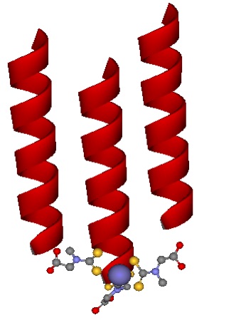 甲南大FIRST 生物無機化学研究室